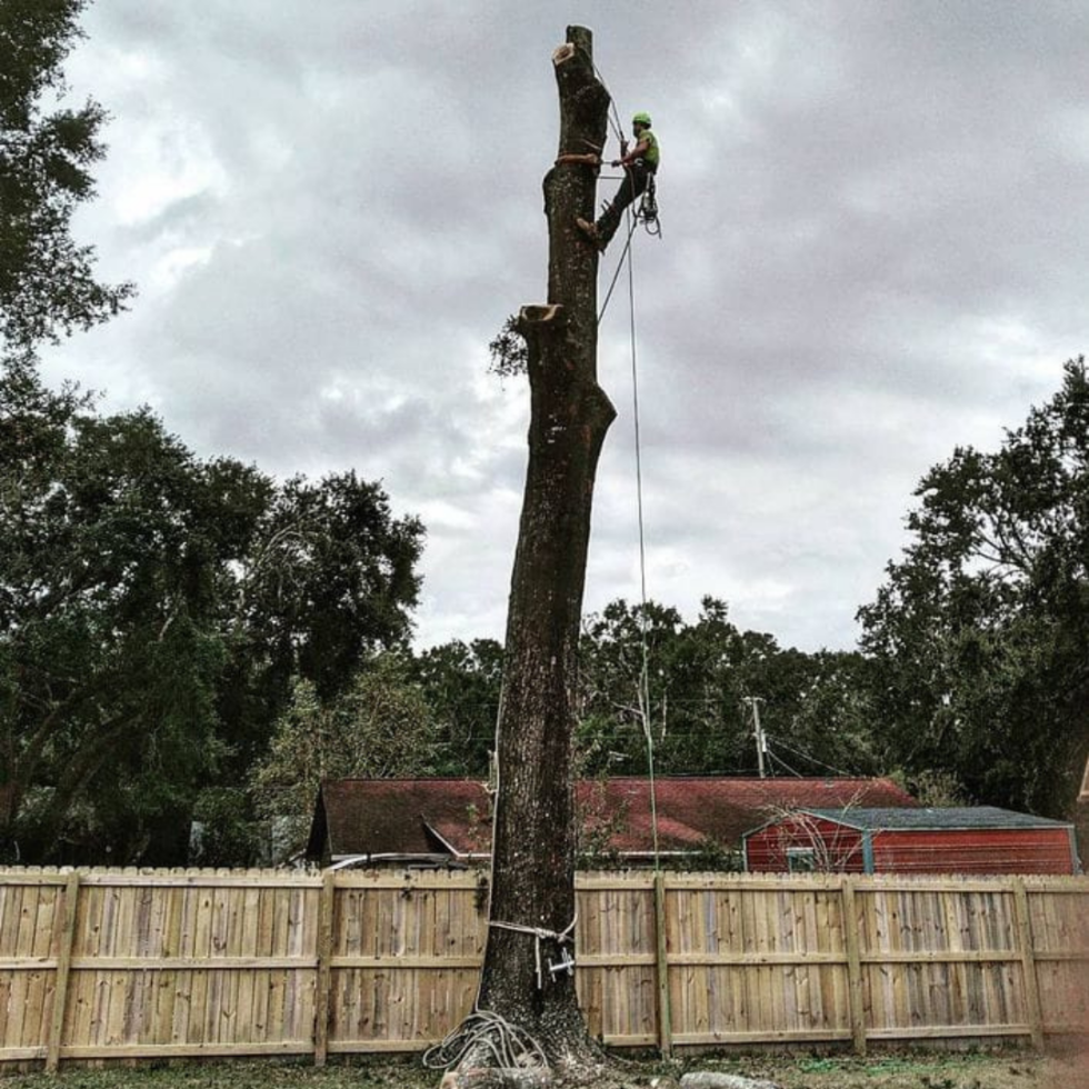 Tree Removal Pensacola FL | Tri State Tree Service