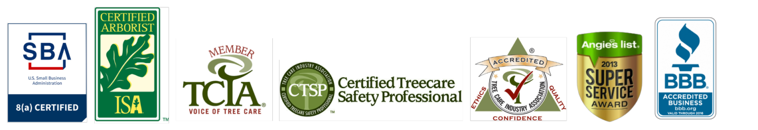 Tree Trimming & Removal Pensacola FL | Tri State Tree Service