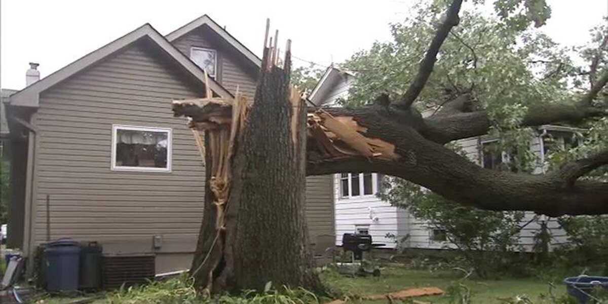 How to Spot a Damaged Tree on Your Panama City, FL Property