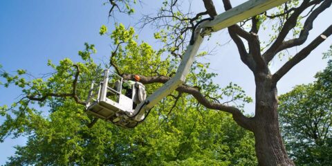 How to Improve Tree Health - Sustainable Tree Care