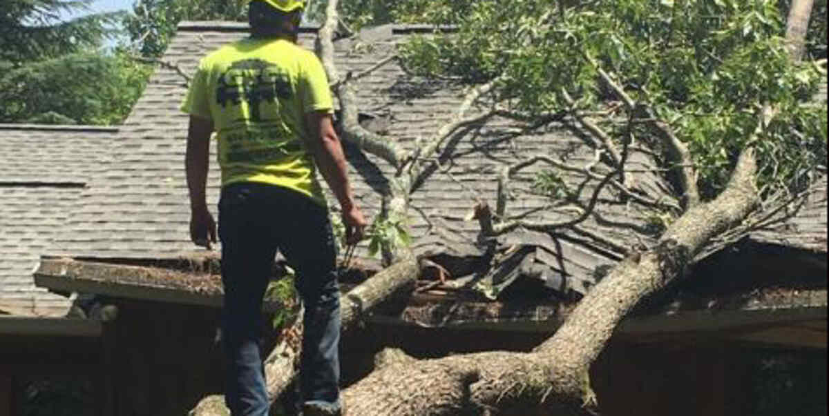 How to Save a Tree With Stripped Bark: Techniques That Work