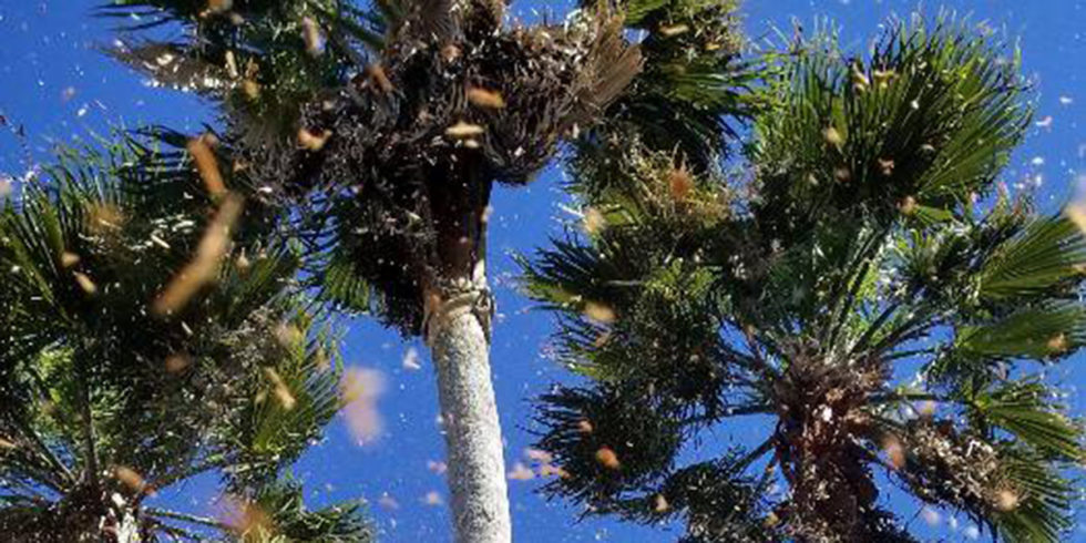 7 Palm Tree Diseases in Florida: Palm Disease Causes & Signs