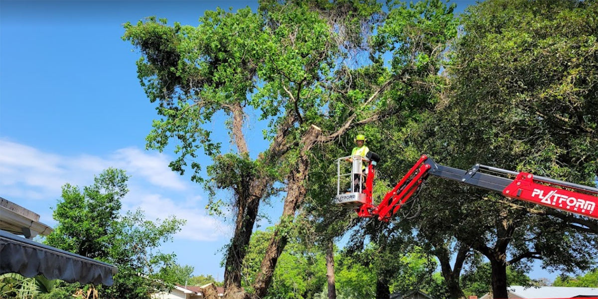 Professional Tree Care - Boost Tree Health with Expert Help
