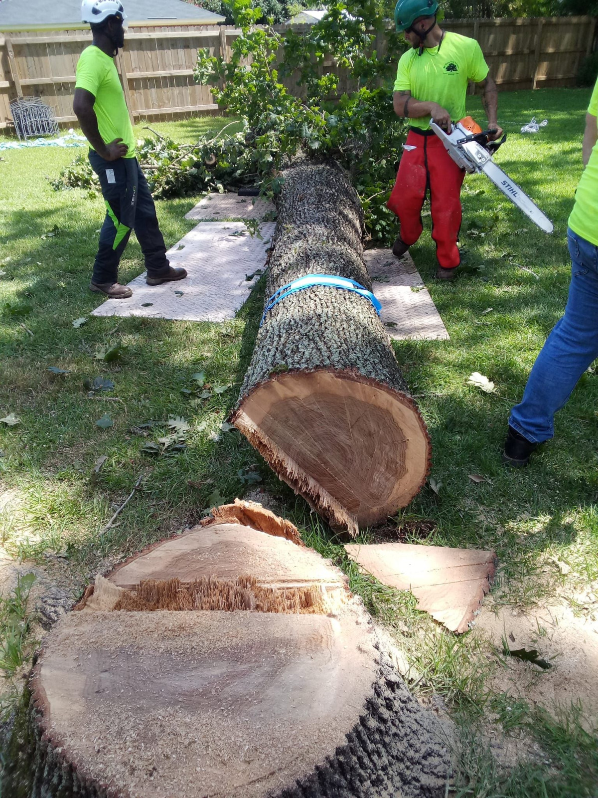 Tri-State Tree Service: 101 Guide to Tree Care | Tri State Tree Service
