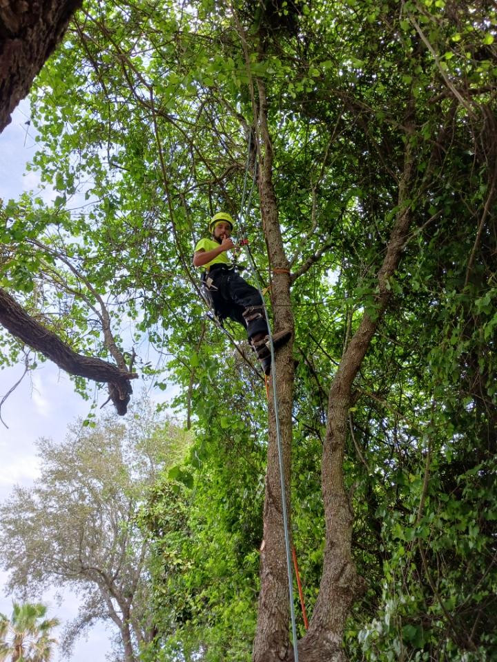 How to Tell if Your Tree is Dead or Dying in Shalimar, FL | Tri State ...