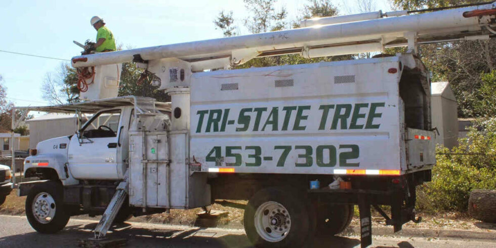 Tree Inspection - Essential for Property Safety and Value