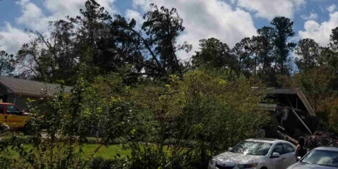 Tree Transplant Shock in Panama City, FL - What to Know