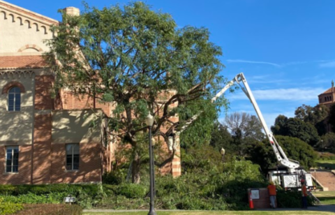 Tree Trimming & Removal Pensacola FL | Tri State Tree Service