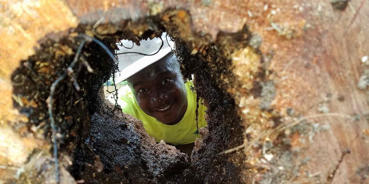 What Makes Holes in Trees? A Guide for Mobile, AL Residents