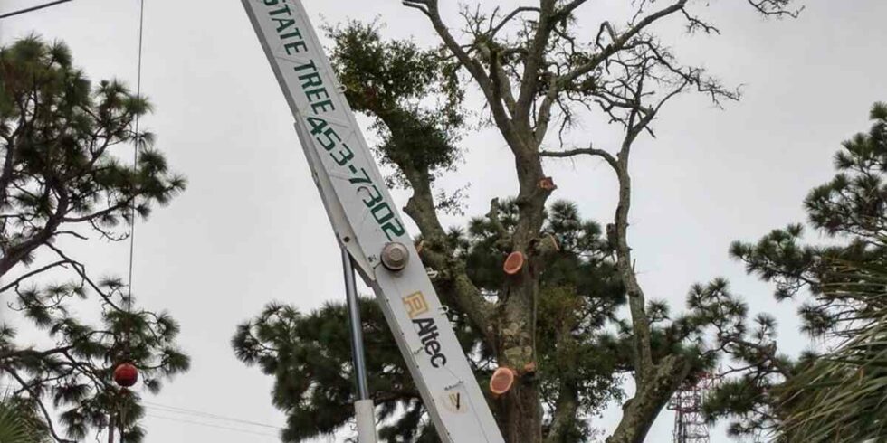 What Tree Does Not Lose Its Leaves in the Winter? Tree Guide