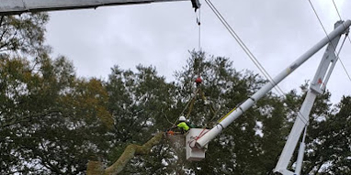 Who Is Responsible for Trimming Trees Near Power Lines?