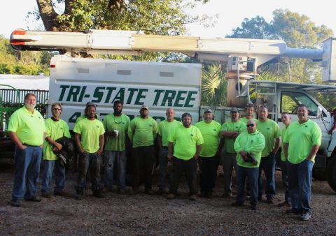 Tree Trimming & Removal Pensacola FL | Tri State Tree Service