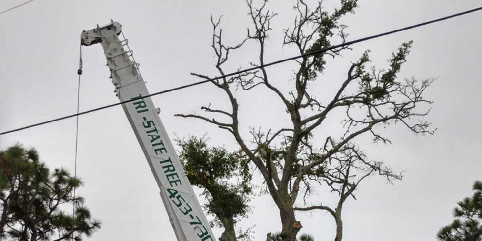 Why Do Leaves Fall Off Trees: Everything You Need to Know